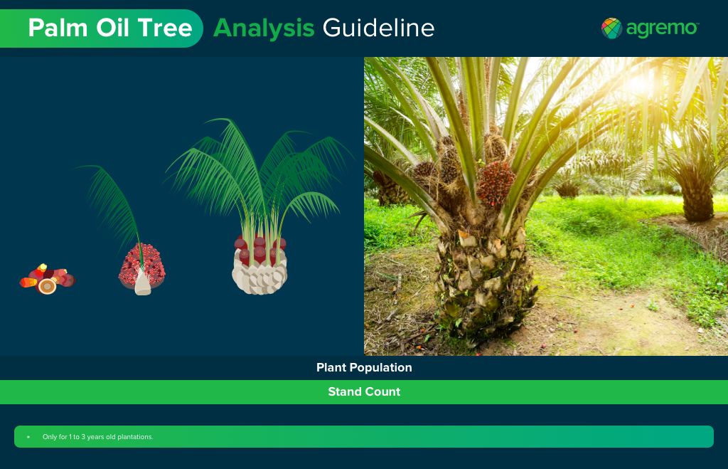 Palm Oil Trees Farming Solutions | Agremo