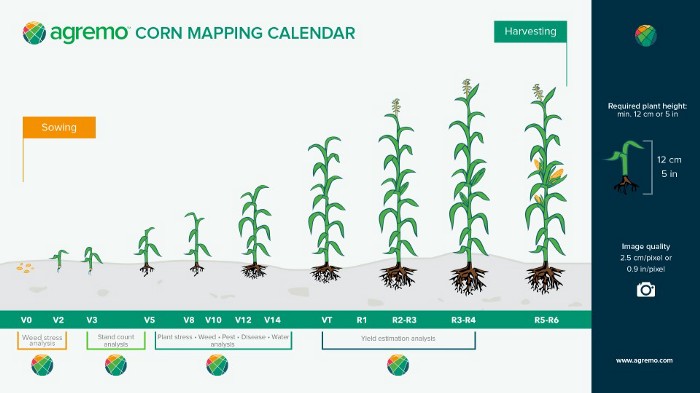 The Ultimate Seasonal Guide to Corn Farming & Drones - Agremo