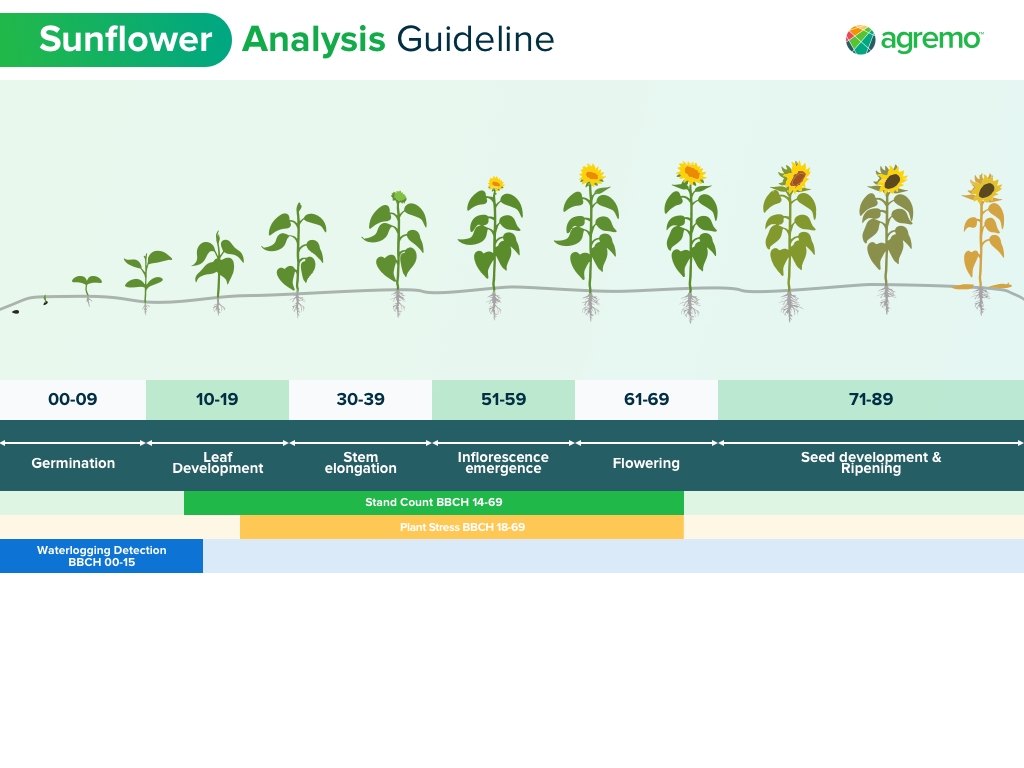 Growing Sunflower - Sunflower Analytics Solutions - Agremo