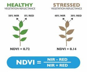 NDVI vegetation indices - Agremo