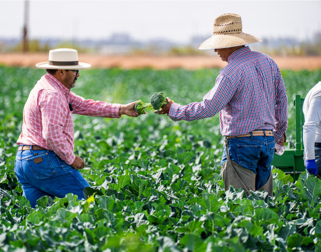 How Organic Farming Cut Field Monitoring Time by 75% - Agremo